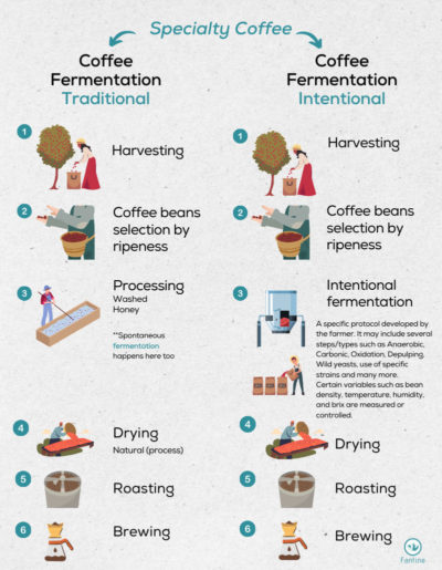 What is Coffee Fermentation? 8 things you didn't know - Fantine