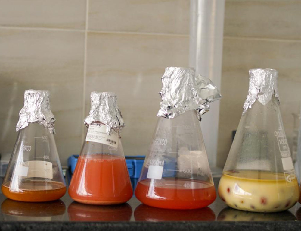 Lactic Acid Fermentation in Coffee 101 - What's its importance? - Fantine