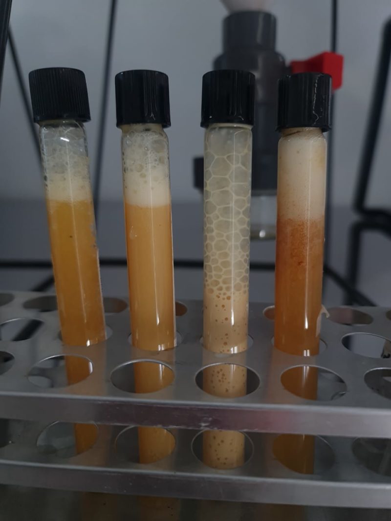 Microorganisms: The Key to Body, Acidity and Coffee Flavors - Fantine