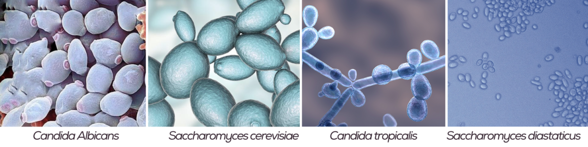 Microorganisms: The Key to Body, Acidity and Coffee Flavors - Fantine